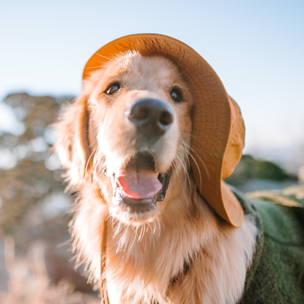 Wild Retrievers — Bio Site