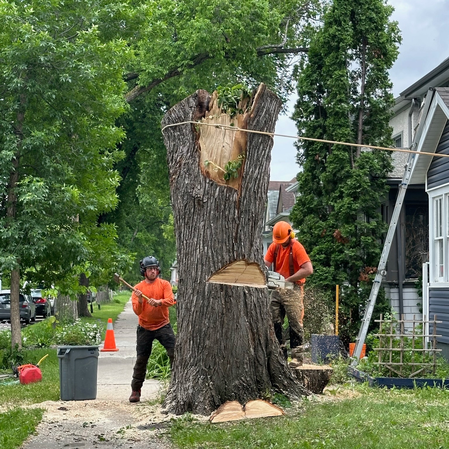 MAIN BRANCH TREE SERVICE