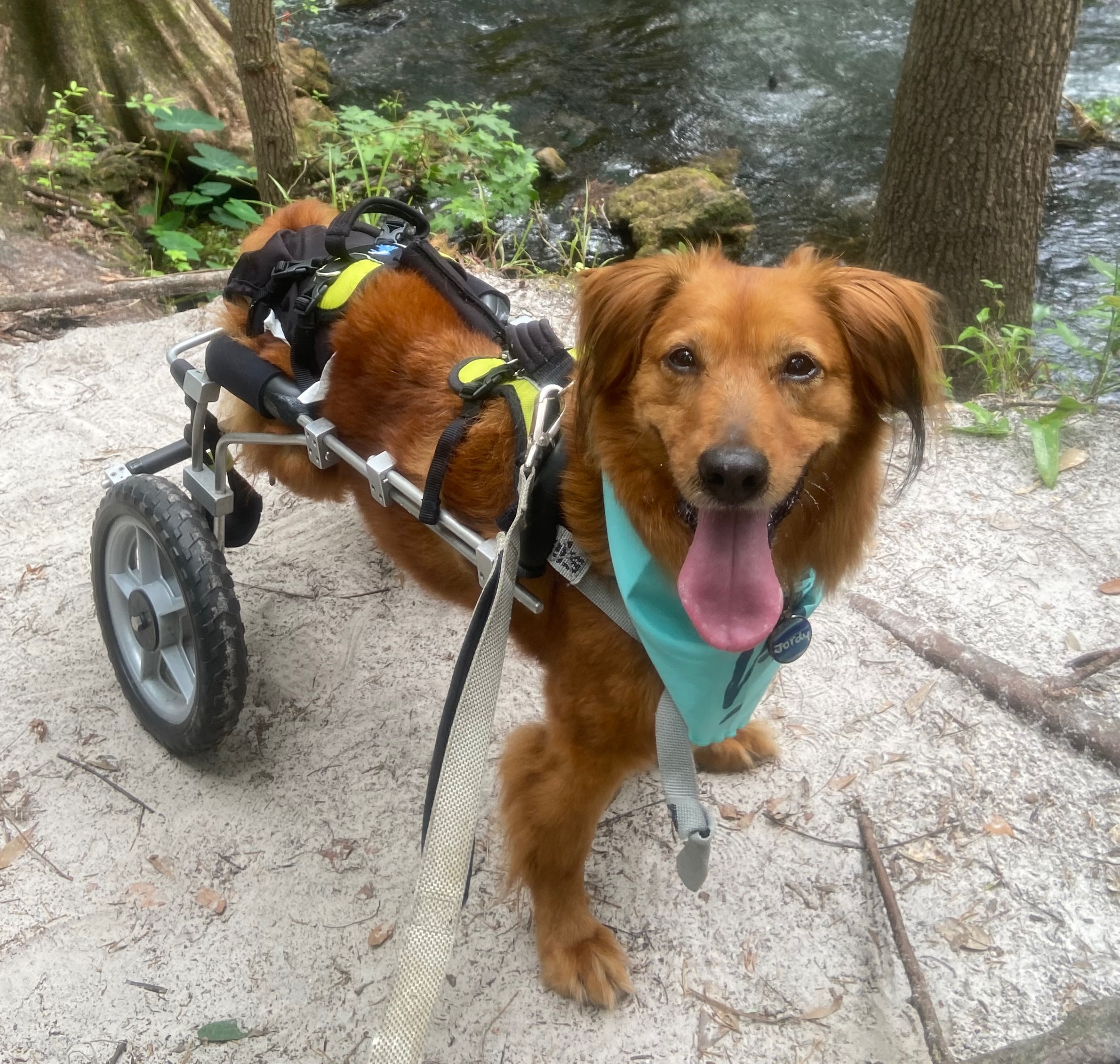 Jordy the Wheelie Pothound