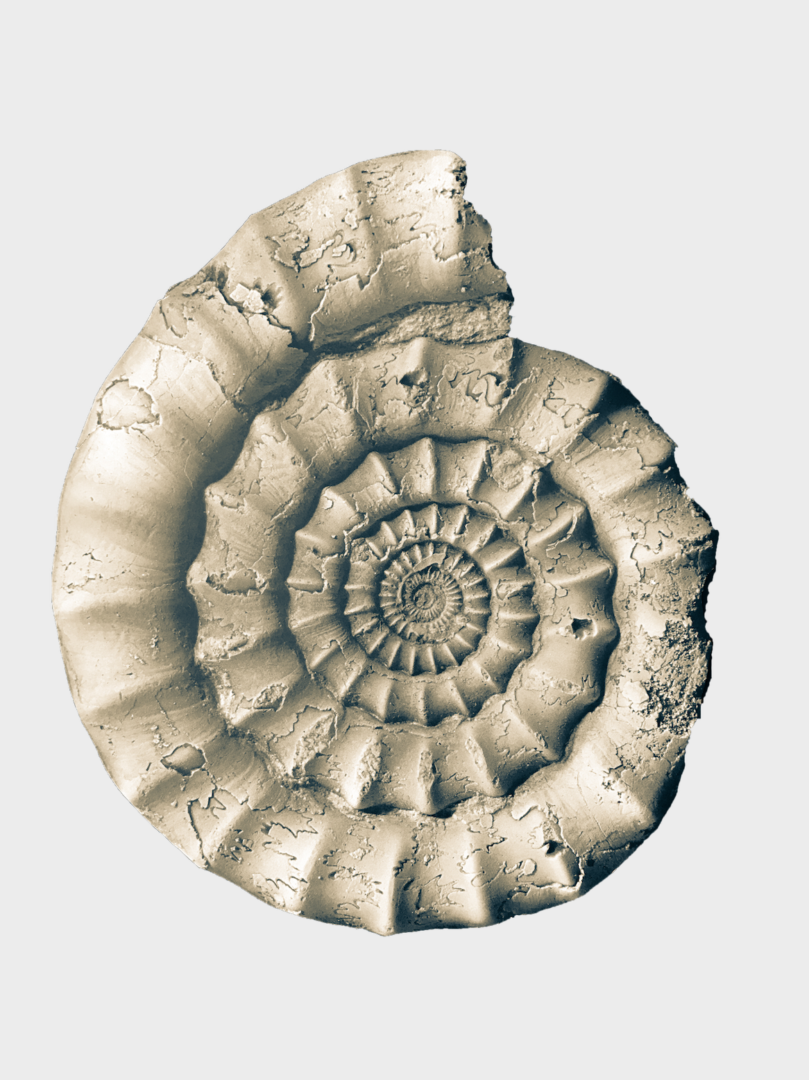 Kiana Angalia — Bio Site