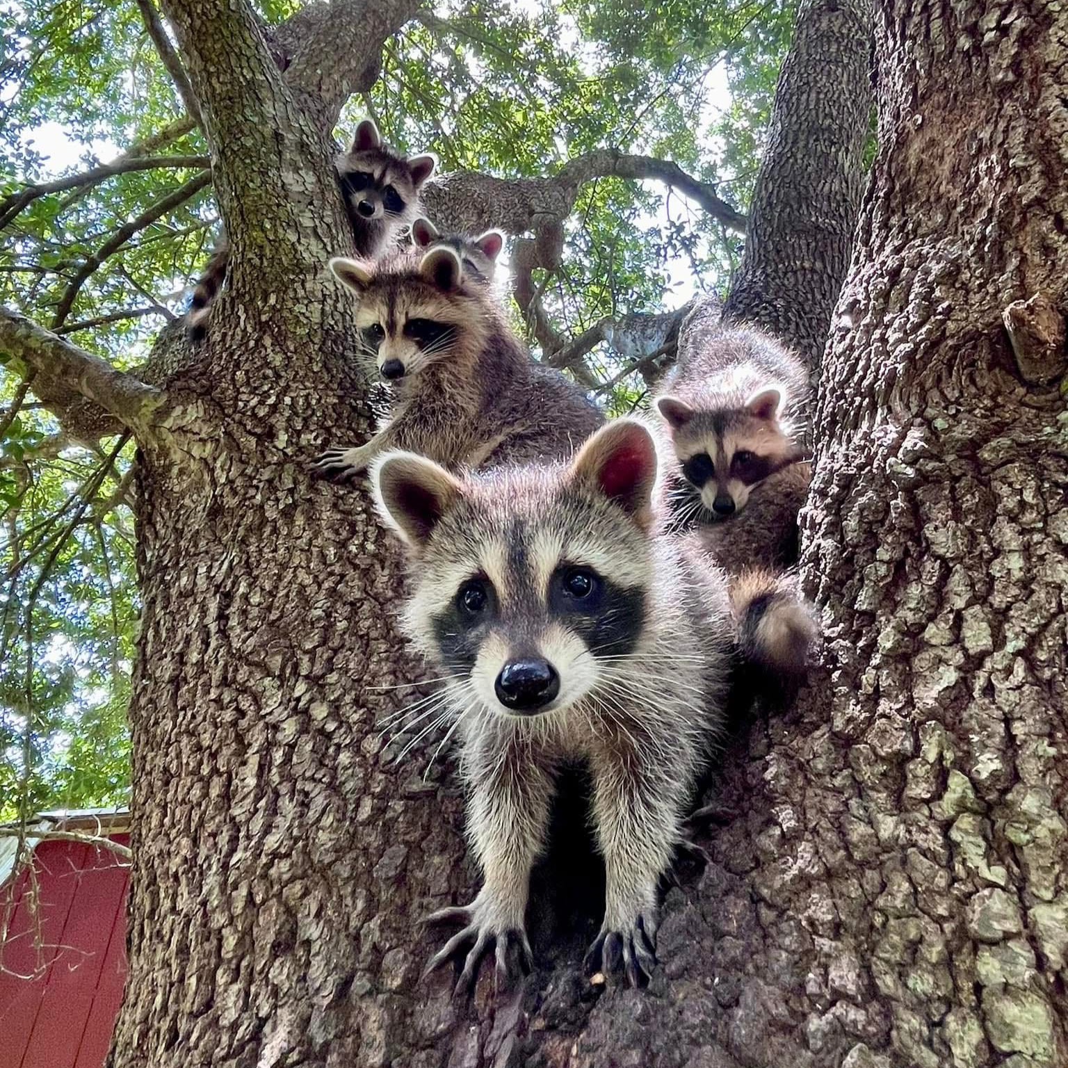 Woodside Wildlife Rescue