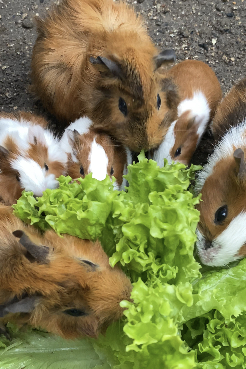 Conhecendo Mais — Bio Site