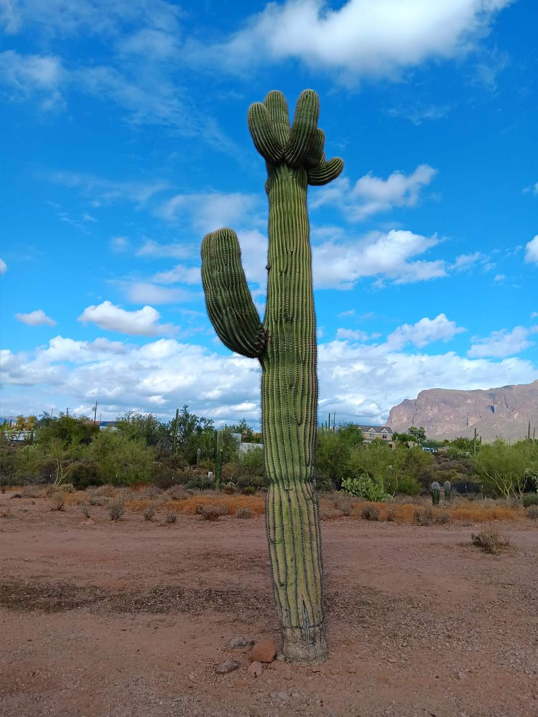 Rodeo Cactus🌵 — Bio Site